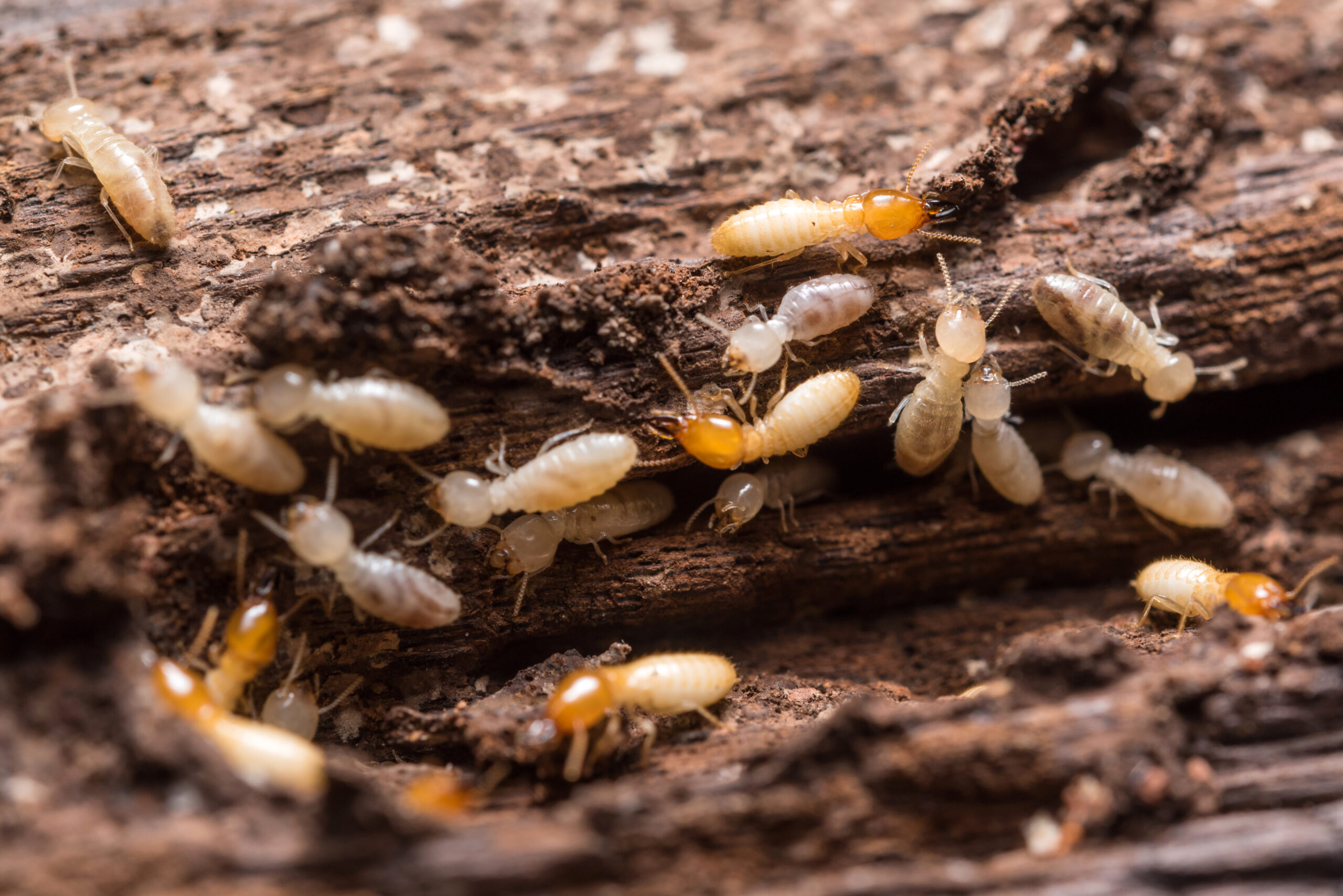 TERMITE INSPECTIONS - Raleigh Home Inspections, Cary NC, Garner NC ...